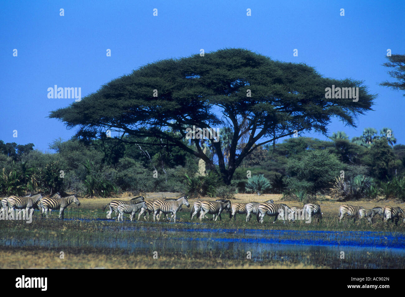 Large umbrella thorn tree with herd of zebra Mombo, Okavango Delta ...