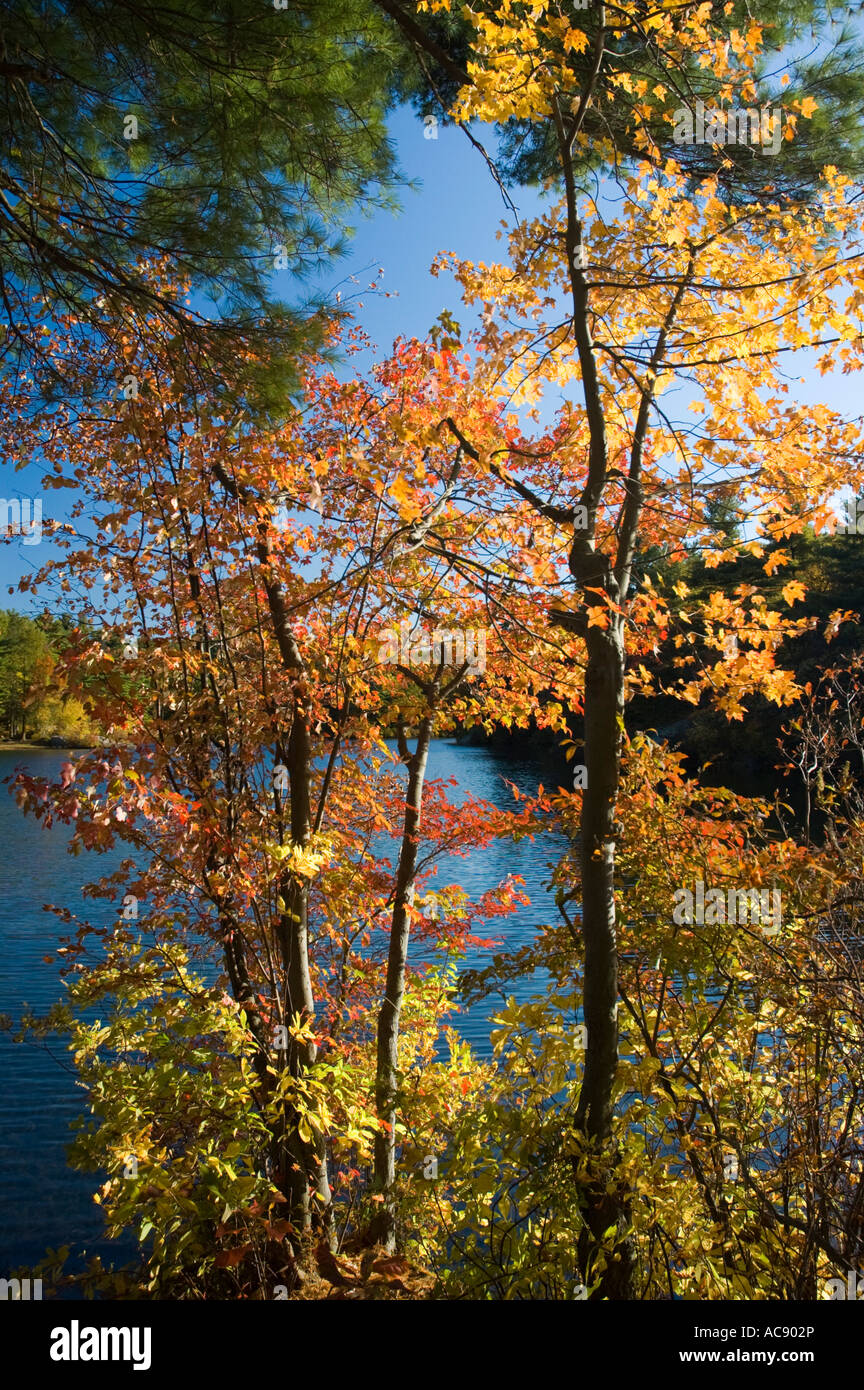 Fall colors at Pearce Lake in Breakheart Reservation Saugus ...