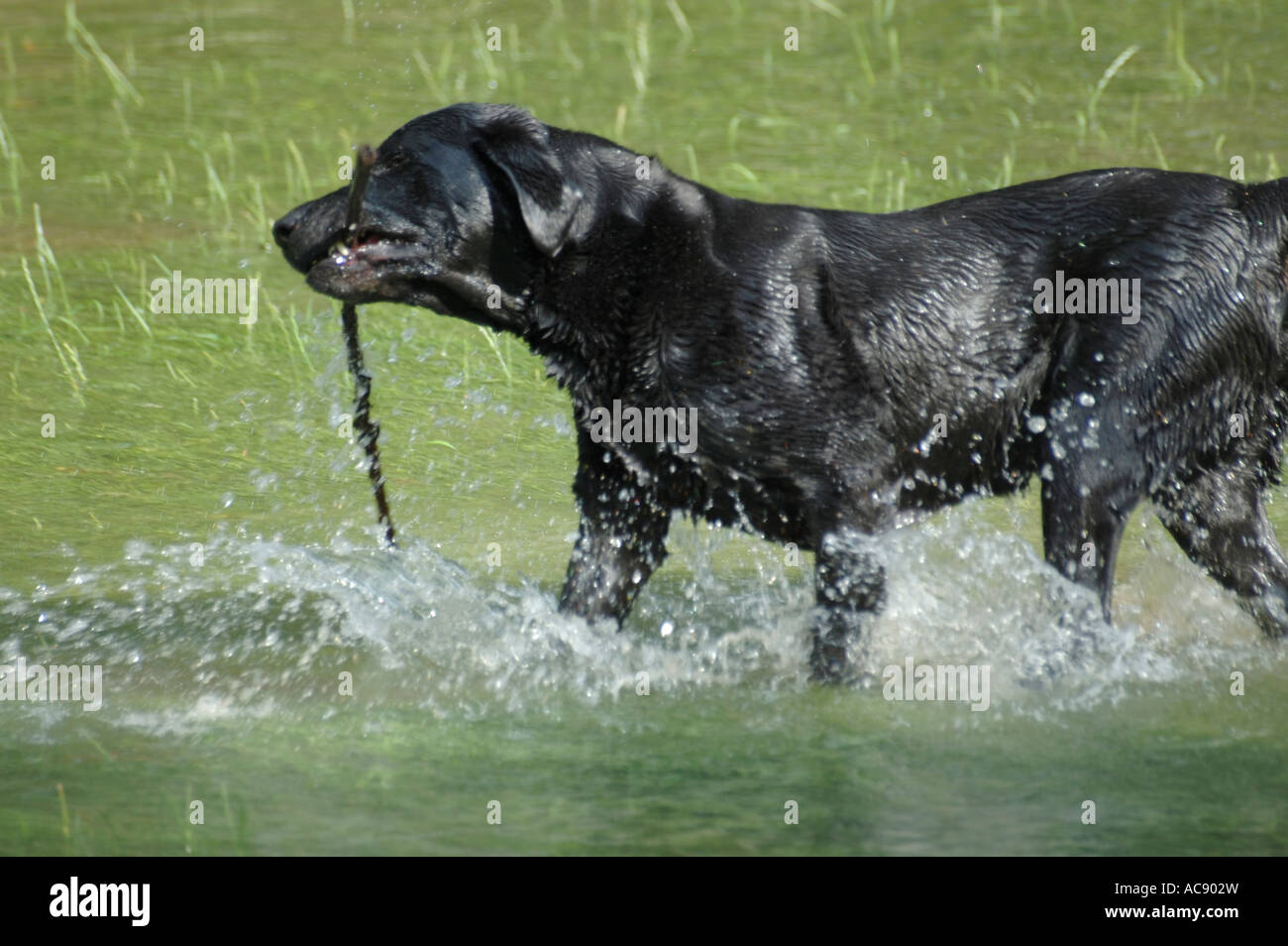 A black labrador dog with a stick Stock Photo - Alamy