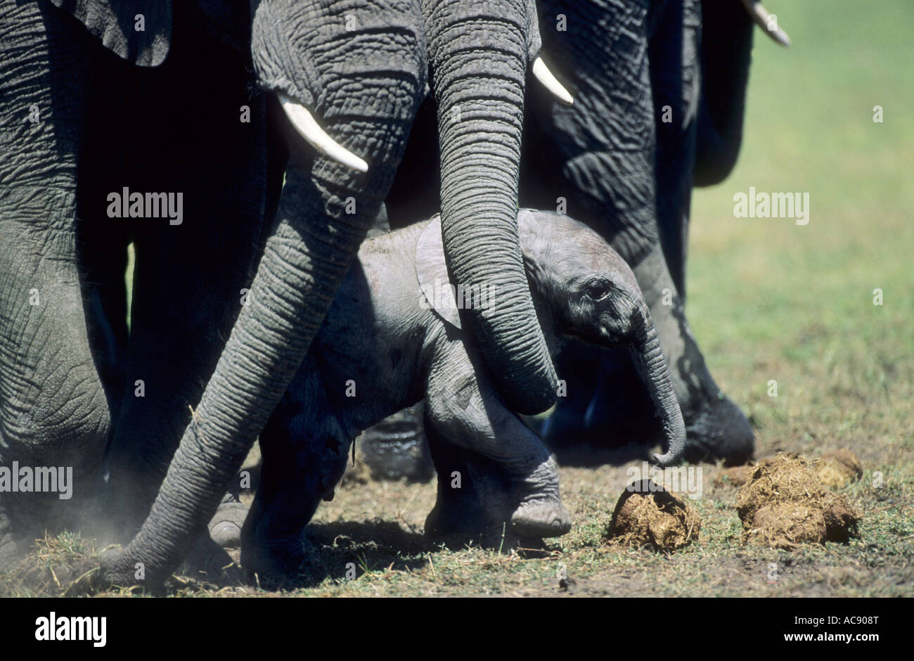 Elephant baby birth not seal hi-res stock photography and images - Alamy