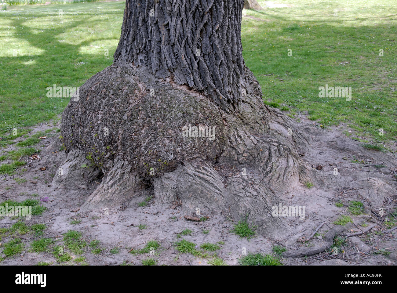 Elephant like tree stump Stock Photo - Alamy