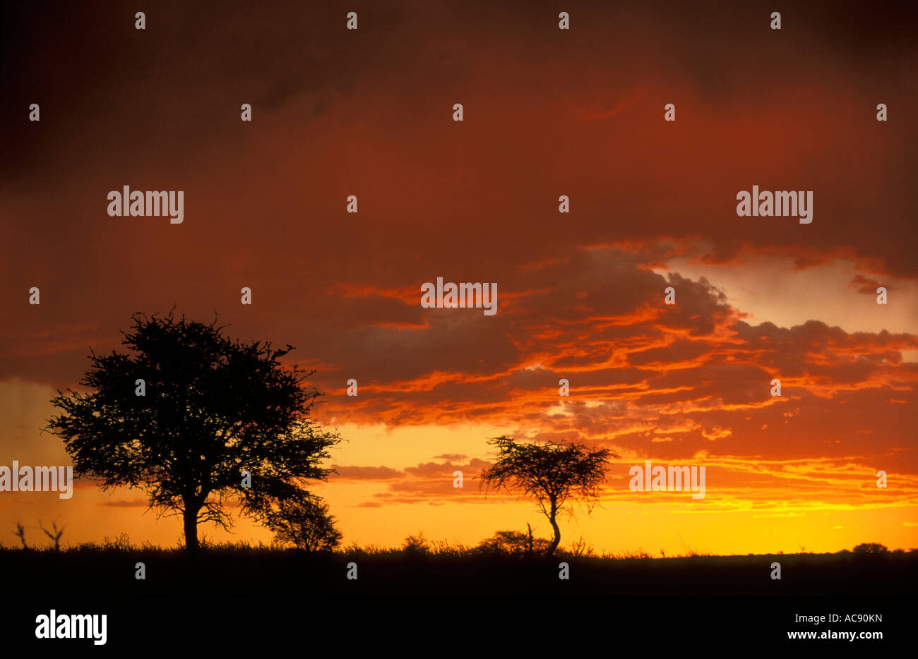 Magnificent sunset over flat bushveld landscape Kgalagadi Transfrontier ...