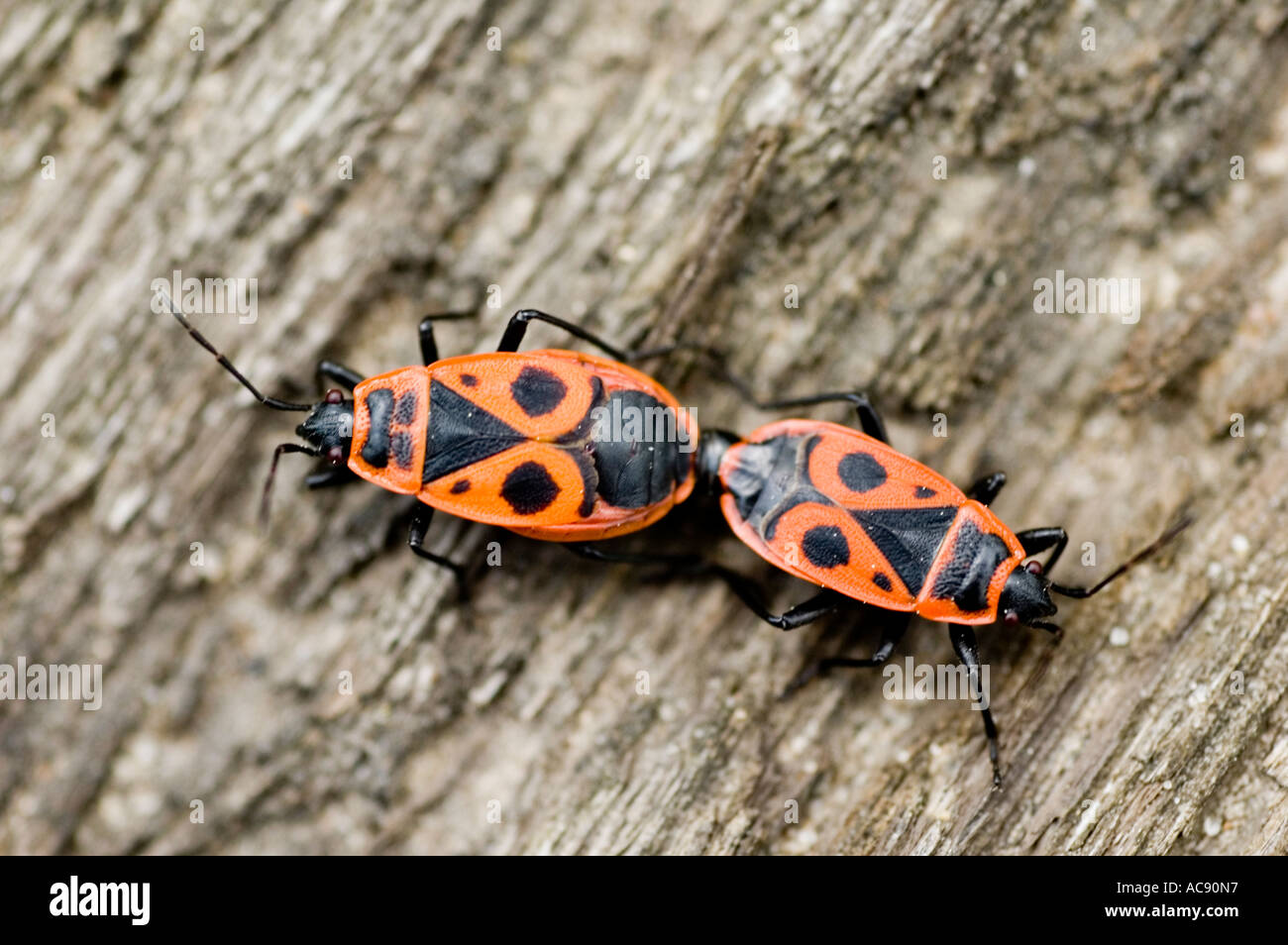 Fire bugs hi-res stock photography and images - Alamy