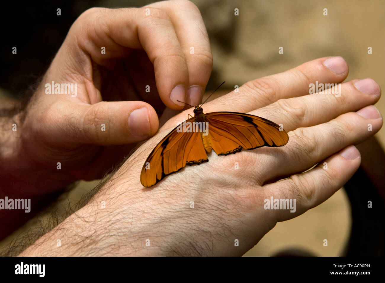 Butterfly sitting on man's hand Stock Photo - Alamy