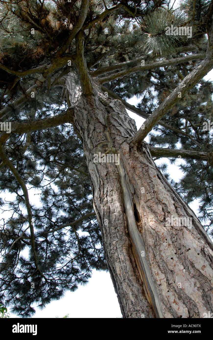 Looking up a pine tree Stock Photo - Alamy