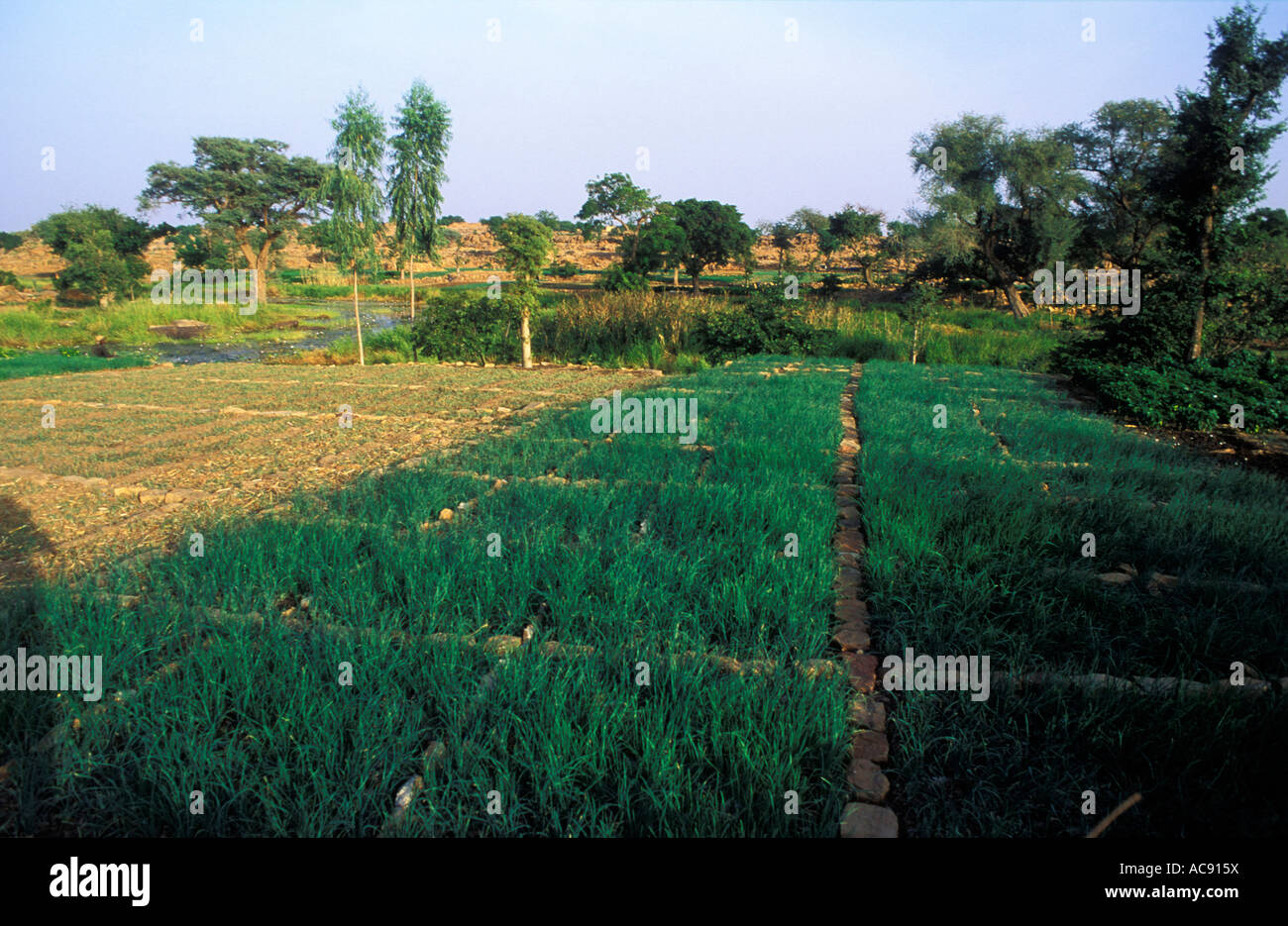 Mali crops hi-res stock photography and images - Alamy