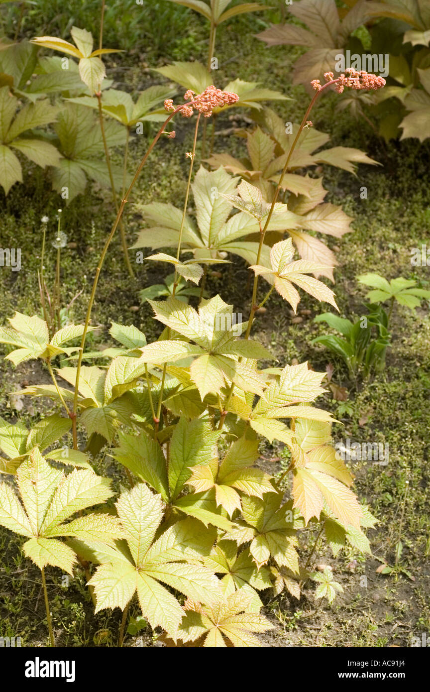Saxifragaceae Rodgersia podophylla Japan Stock Photo - Alamy