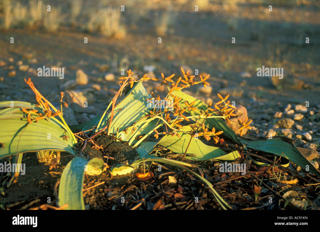 Welwitchia plant hi-res stock photography and images - Alamy