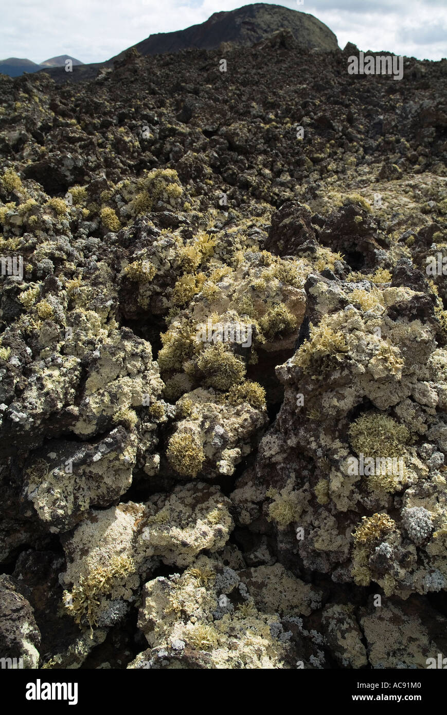 dh LAVA LANZAROTE Volcanic Aa Aa lava bed field with lichen fungi ...