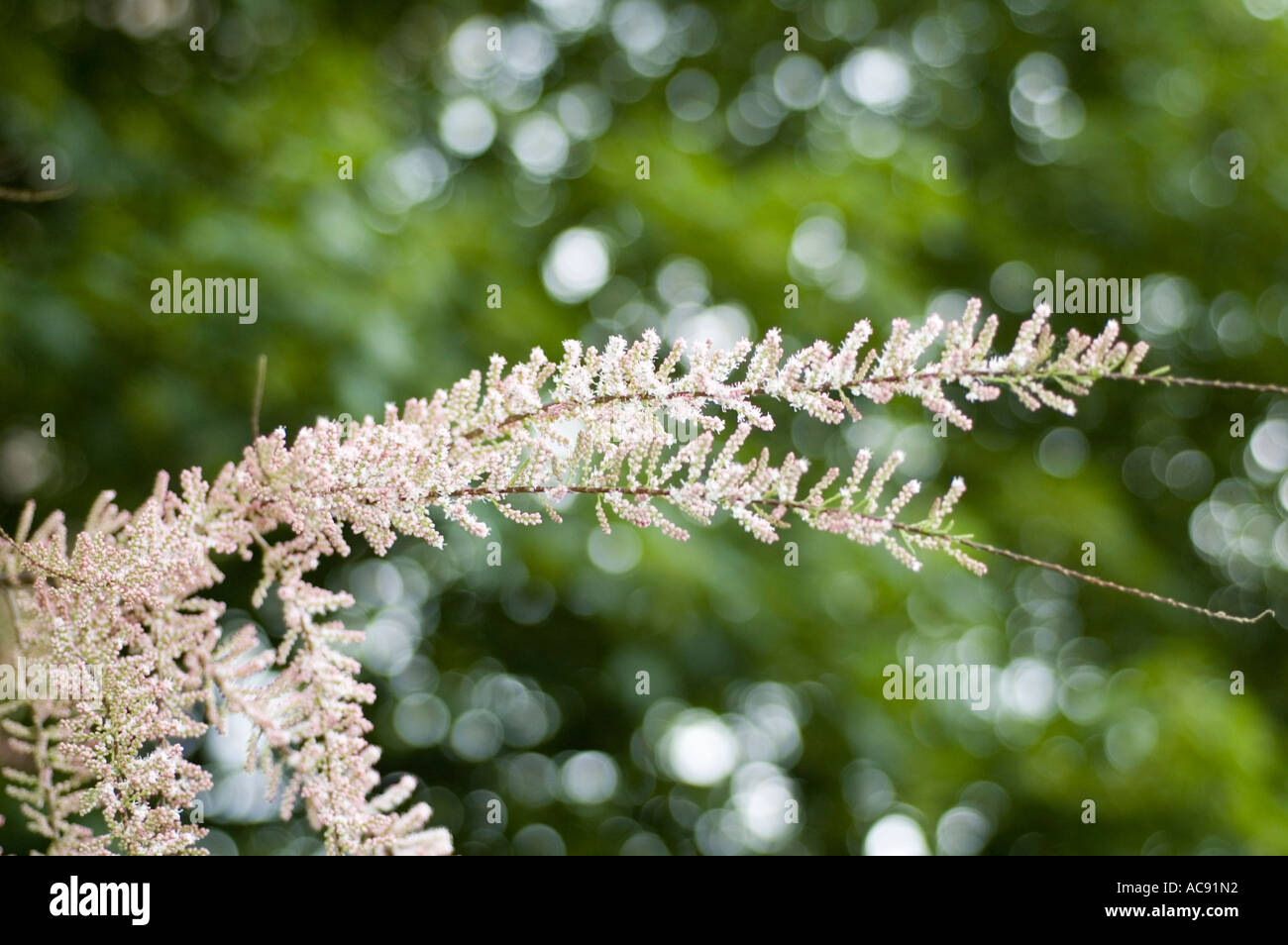 Tamarix Pentandra High Resolution Stock Photography and Images - Alamy