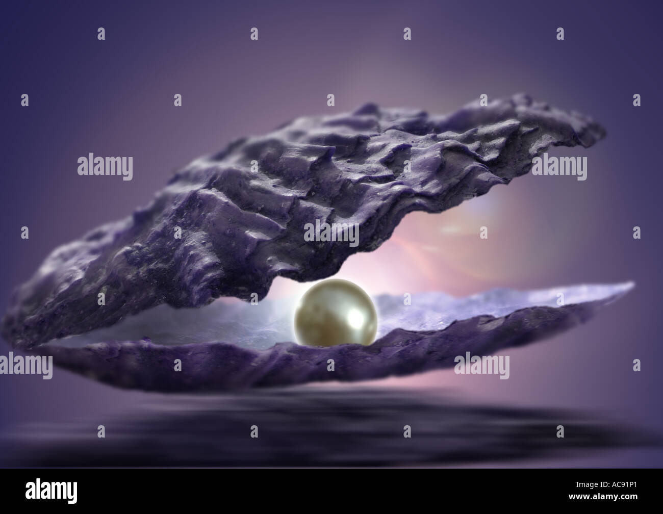 Pinctada imbricata hi-res stock photography and images - Alamy