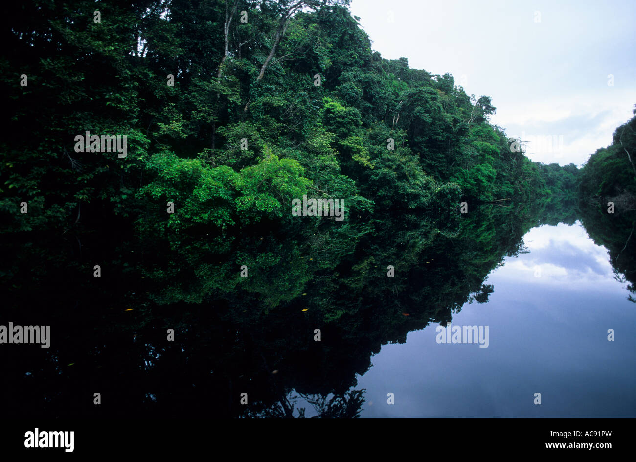 View of river through rainforest Loango National Park; Gabon Stock ...
