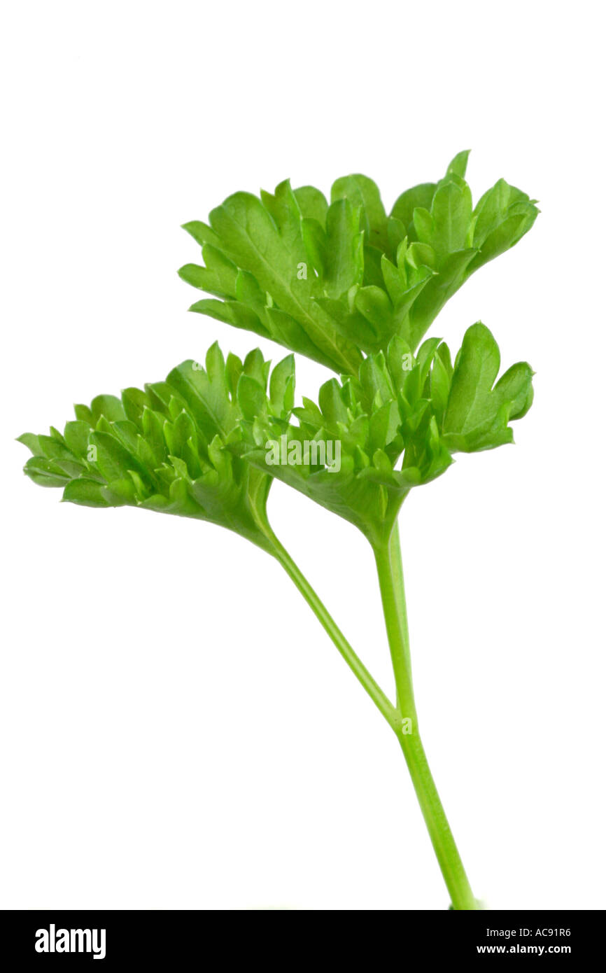 Carrot parsley family apiaceae Cut Out Stock Images & Pictures - Alamy
