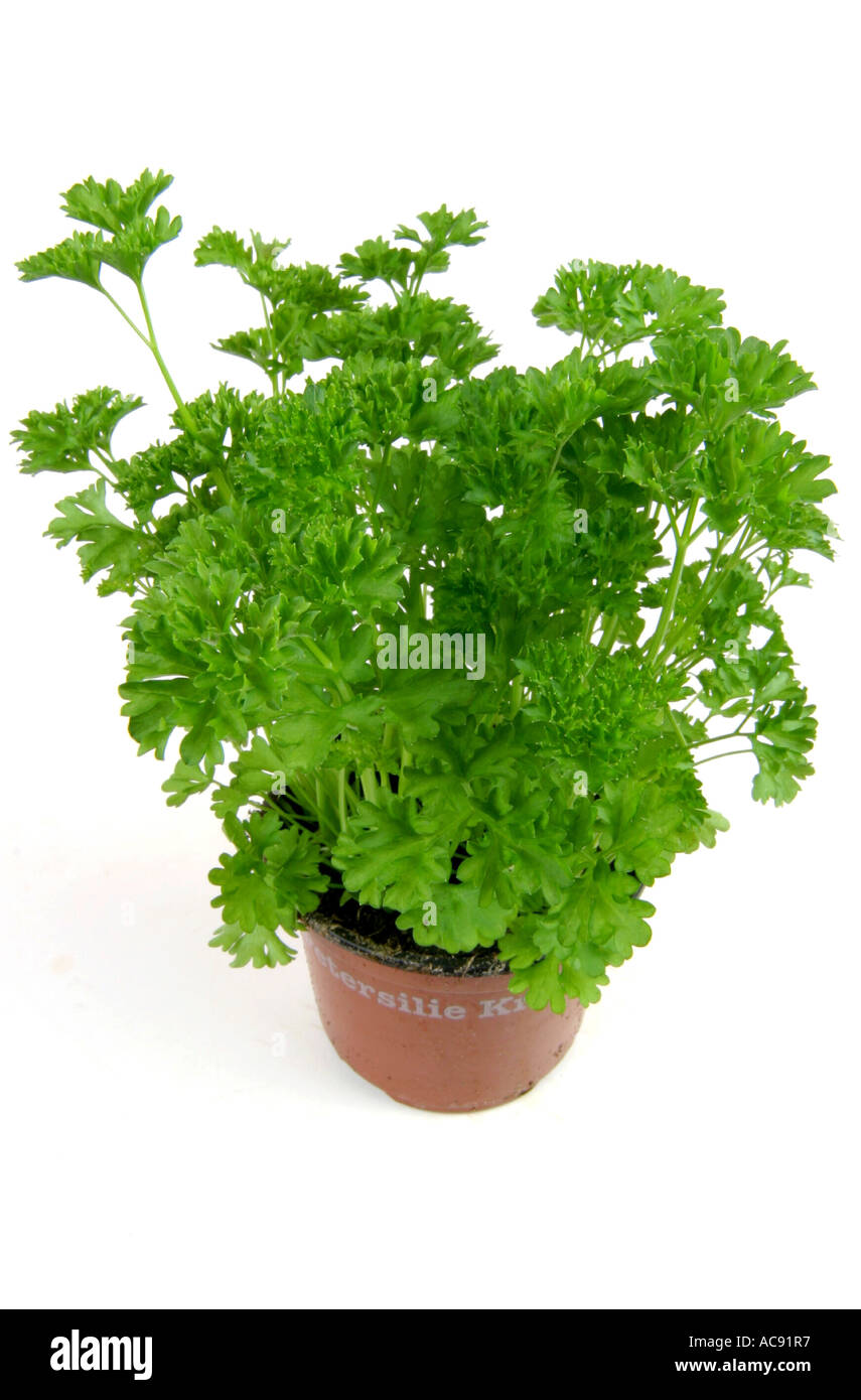 Potted plant fotototo hi-res stock photography and images - Alamy