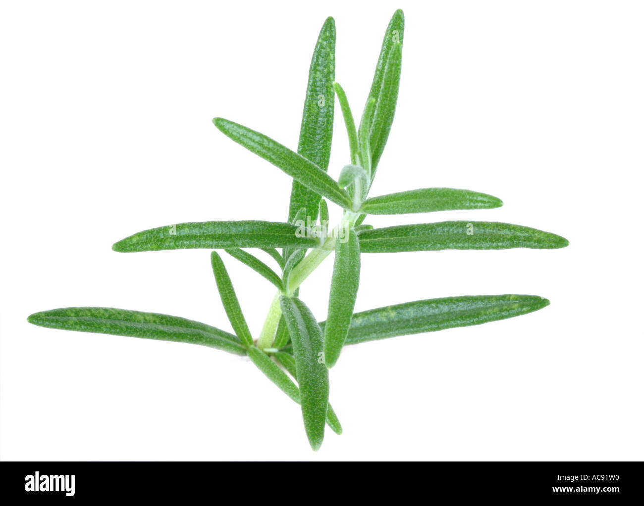 rosemary (Rosmarinus officinalis), leaves Stock Photo - Alamy