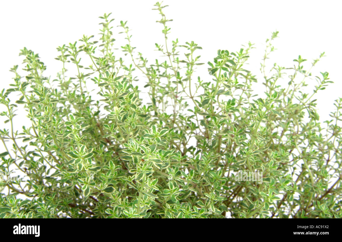 lemon thyme (Thymus x citriodorus), foliage, leaves Stock Photo - Alamy