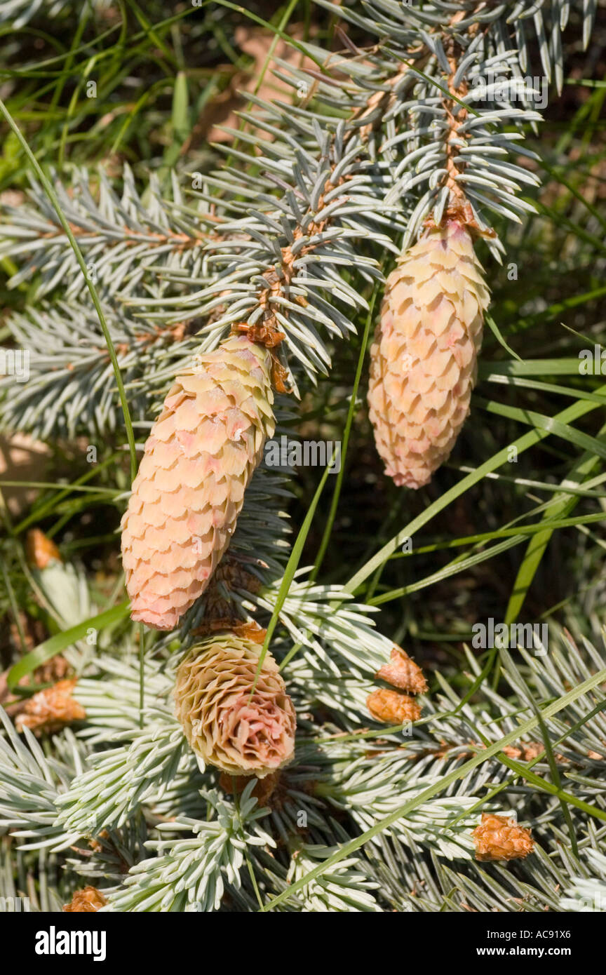 Picea abies cones hi-res stock photography and images - Alamy