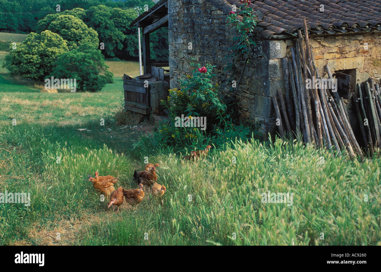 France farm house chickens hi-res stock photography and images - Alamy