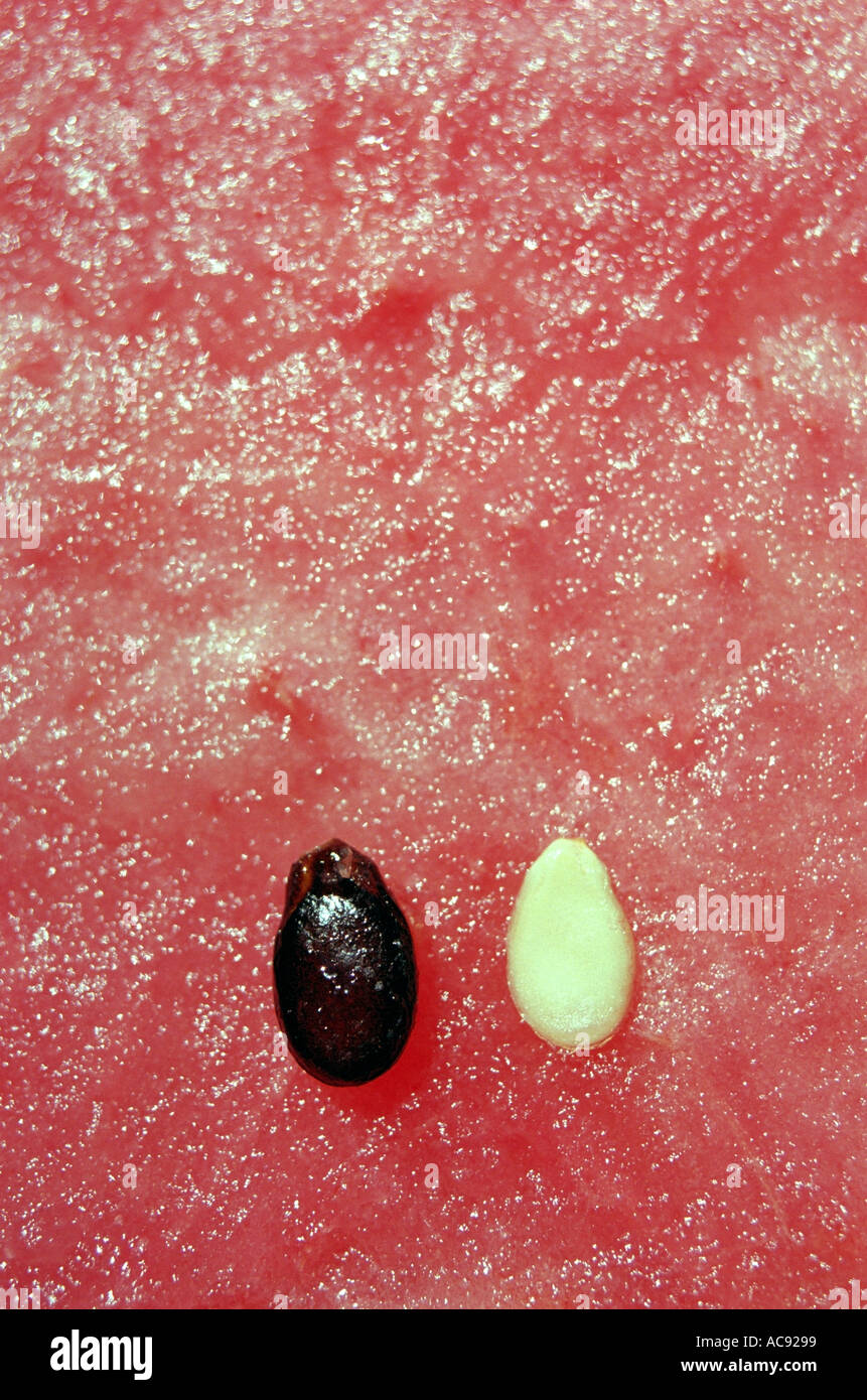 Close up of two watermelon seeds Stock Photo - Alamy