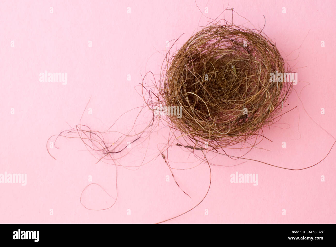 Robin s nest which had fallen from a Globe Locust tree on a mauve ...