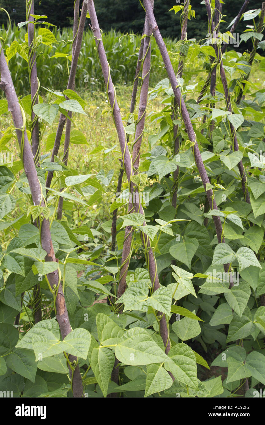 Var307 hi-res stock photography and images - Alamy