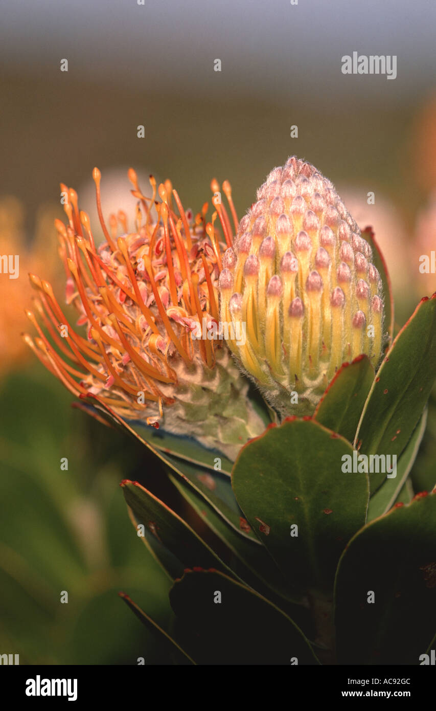 Tree pincushion (Leucospermum conocarpodendron), flower Stock Photo - Alamy