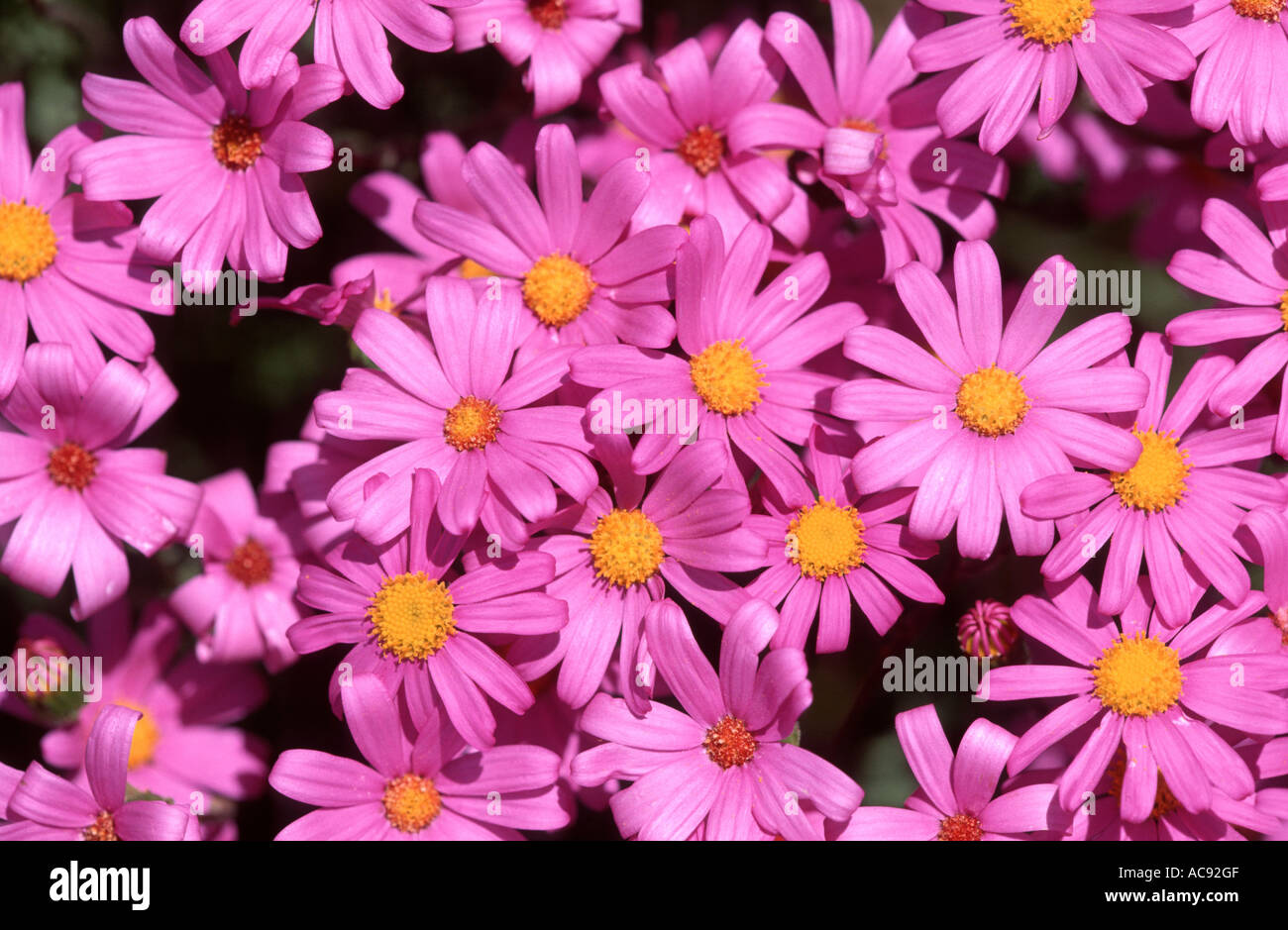Aster family asteraceae hi-res stock photography and images - Alamy