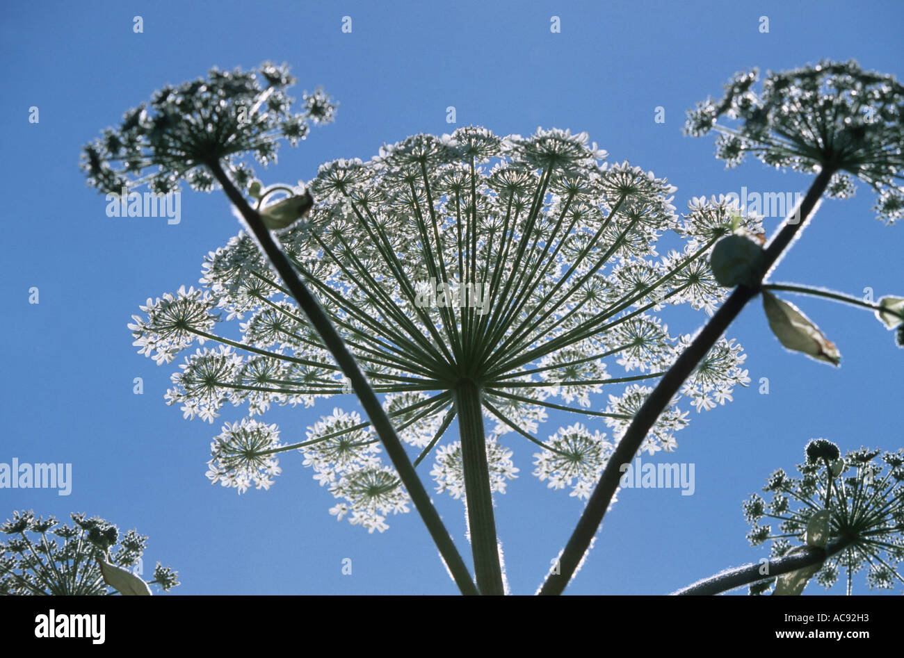 Giant hogweed reaction hi-res stock photography and images - Alamy