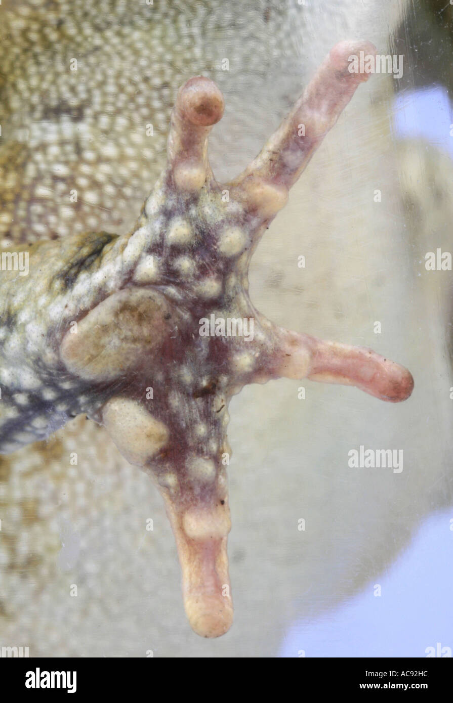 Toads with toes hi-res stock photography and images - Alamy