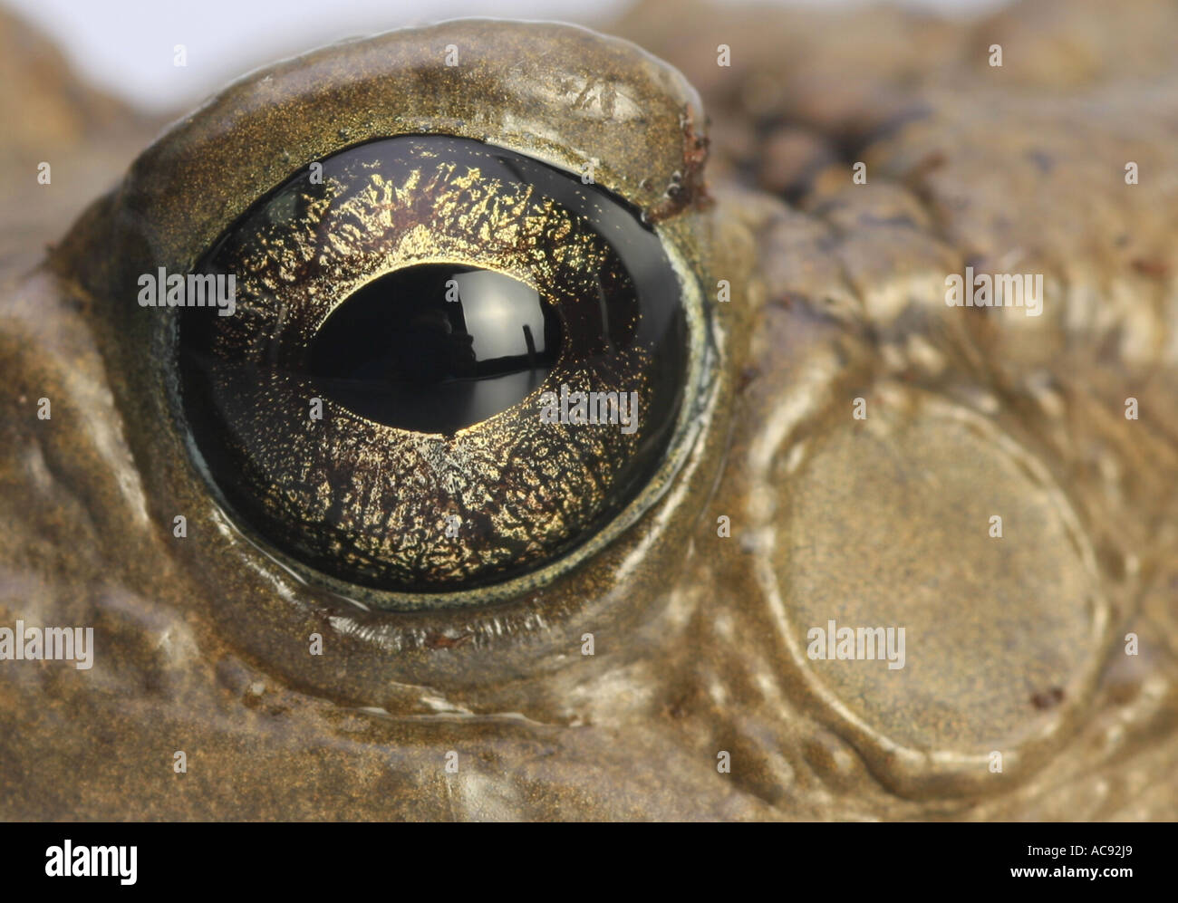 Panther toad amphibian amphibians hi-res stock photography and images ...