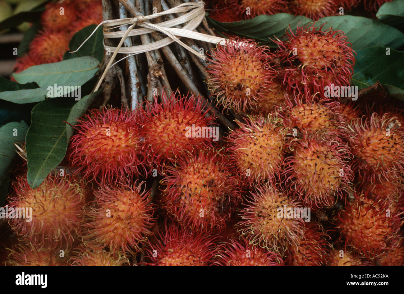 Rambutan farming hi-res stock photography and images - Alamy