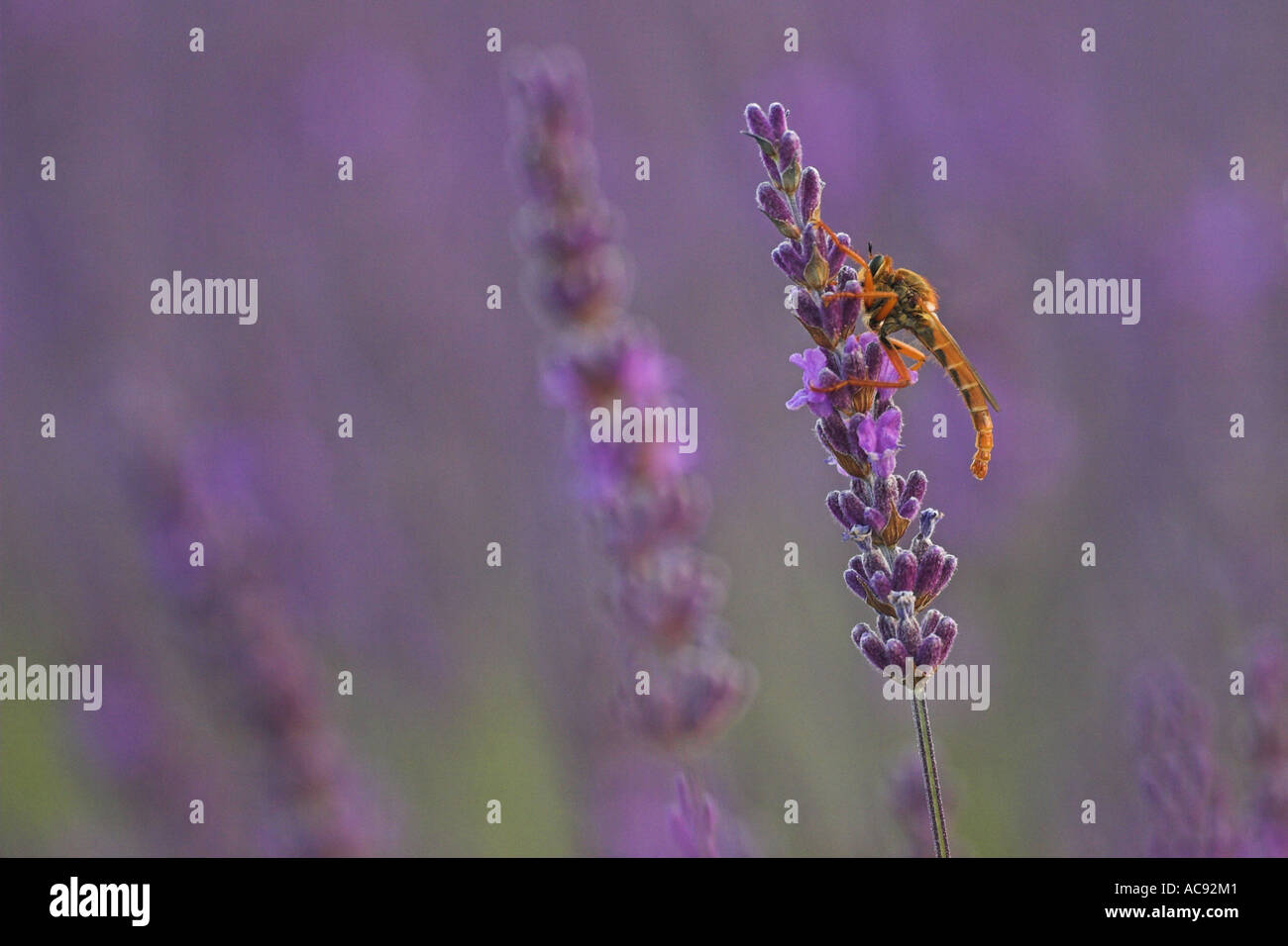 wormlion (Vermileo vermileo), at lavender, Lavandula officinalis ...