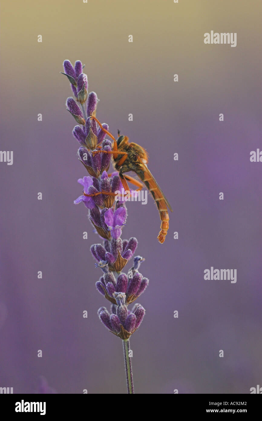 wormlion (Vermileo vermileo), at lavender, Lavandula officinalis ...