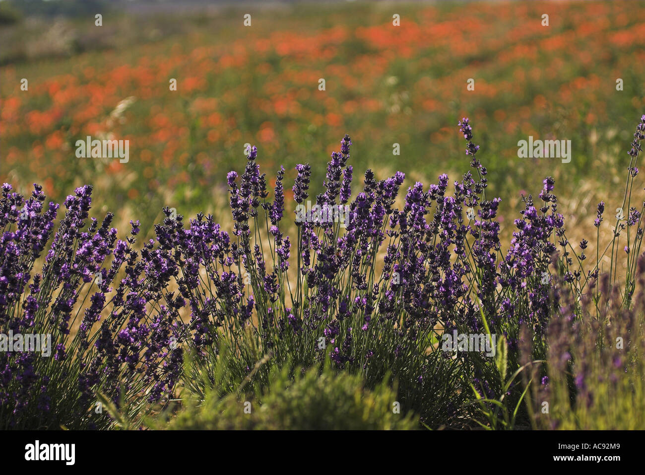 lavender (Lavandula angustifolia, Lavandula officinalis), in front of ...