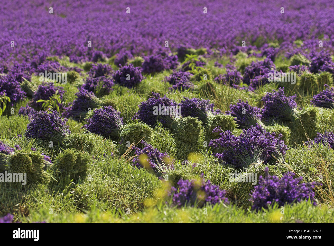 lavender (Lavandula angustifolia, Lavandula officinalis), bouquets on ...