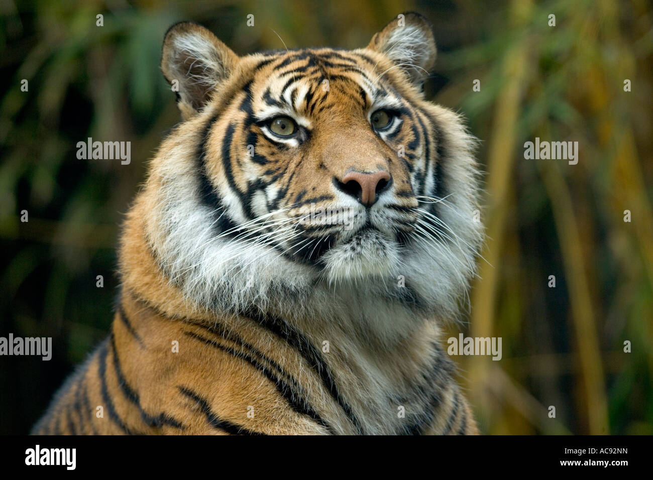 Tiger bite hi-res stock photography and images - Alamy