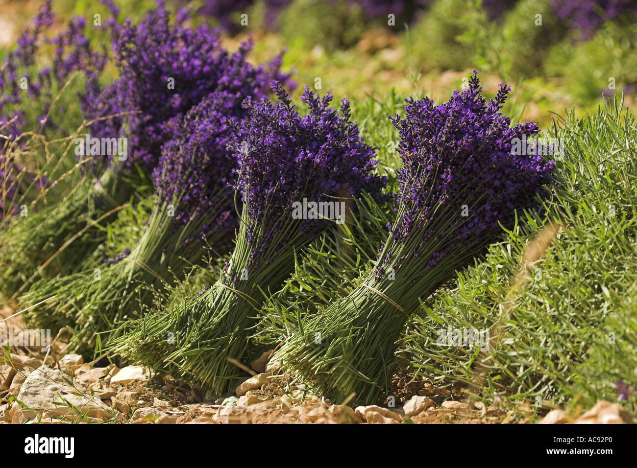 lavender (Lavandula angustifolia, Lavandula officinalis), bouquets on ...