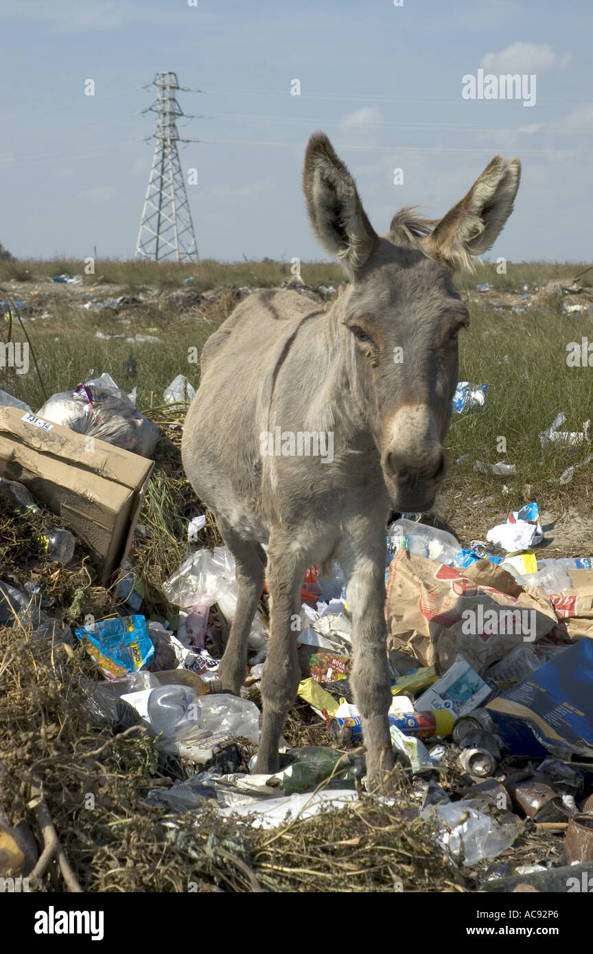 domestic donkey (Equus asinus f. asinus), on garbage dump, Romania ...