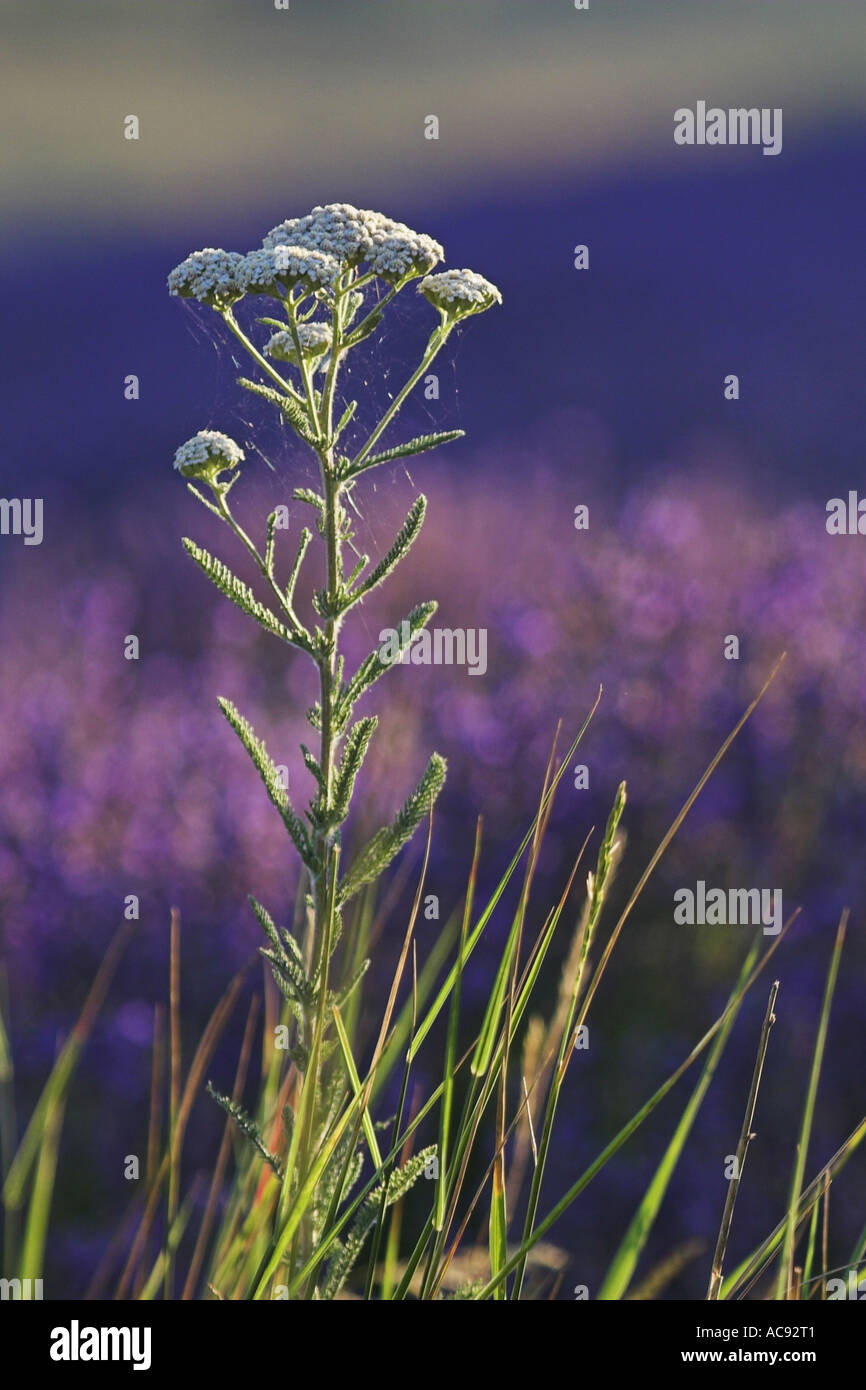 yarrow (Achillea millefolium), in front of lavender field, France ...