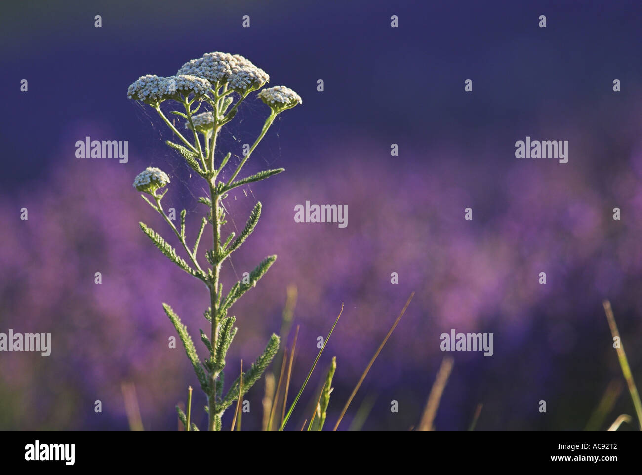 yarrow (Achillea millefolim), in front of lavender field, France ...