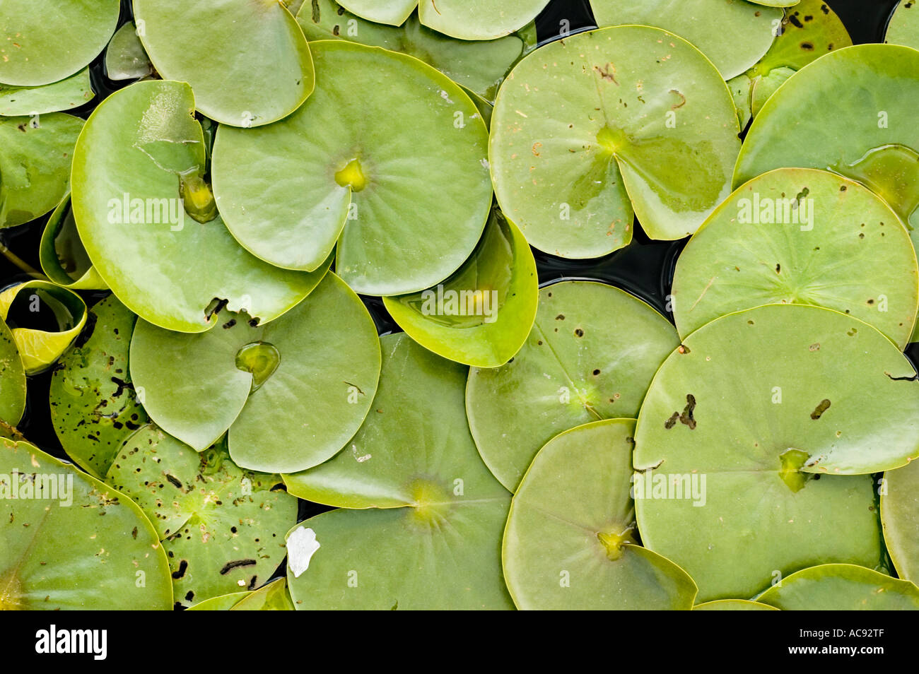 Lilly pad leaves hi-res stock photography and images - Alamy