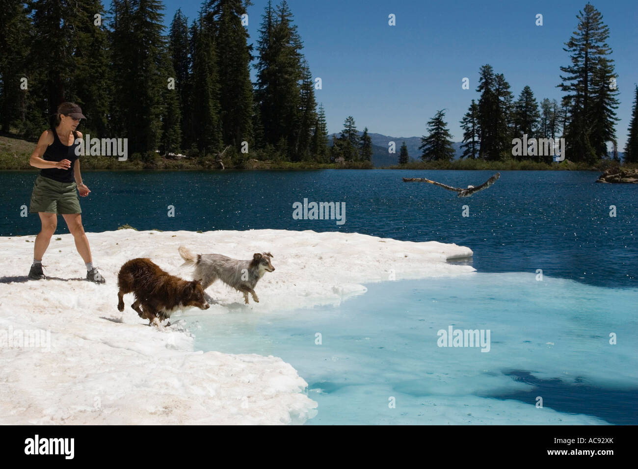 Woman throwing a stick for her two dogs from an iceberg in a lake, Lake ...