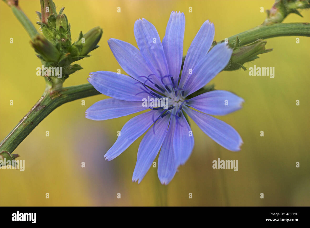 blue sailors, common chicory, wild succory (Cichorium intybus), single ...