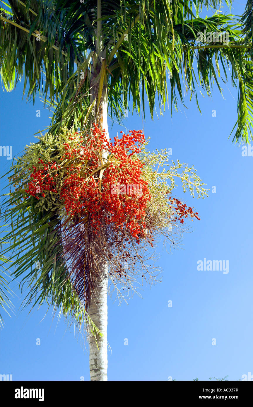 Palm Tree Cluster High Resolution Stock Photography and Images - Alamy