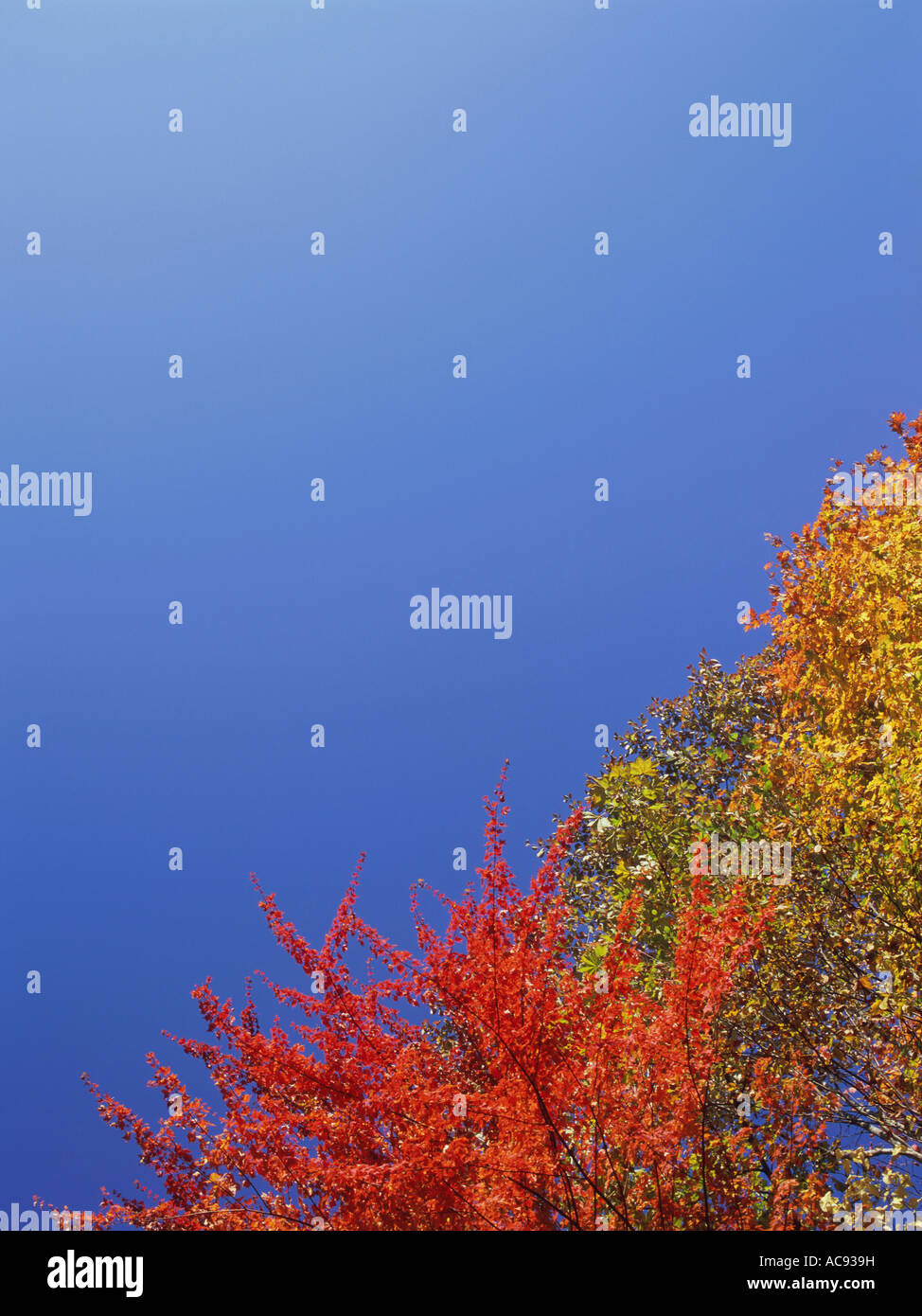 Maple trees Shiga Plateau Nagano Prefecture Japan Stock Photo - Alamy