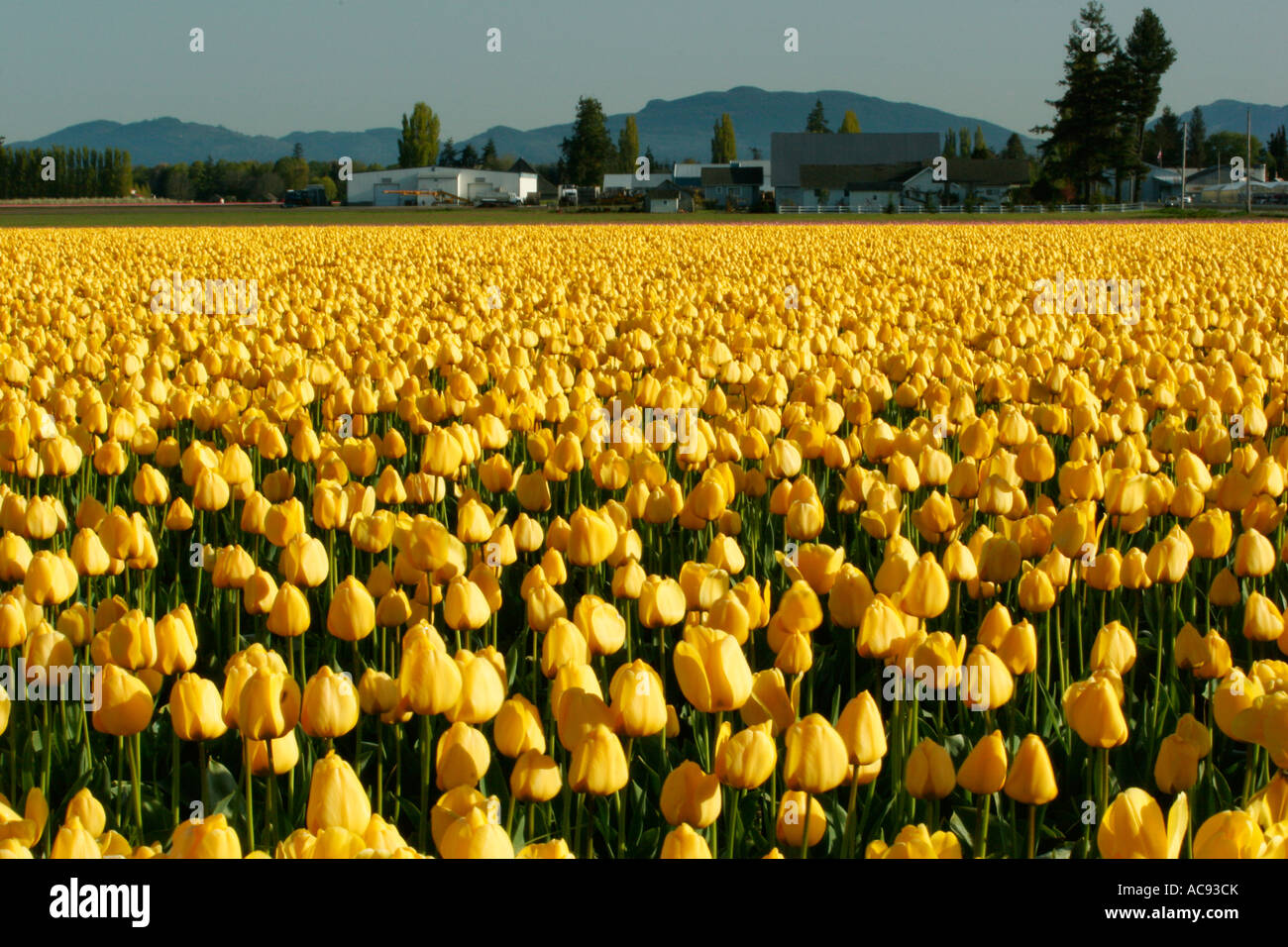 Fields of yellow Tulips at the Skagit Valley Tulip Festival in Mount ...