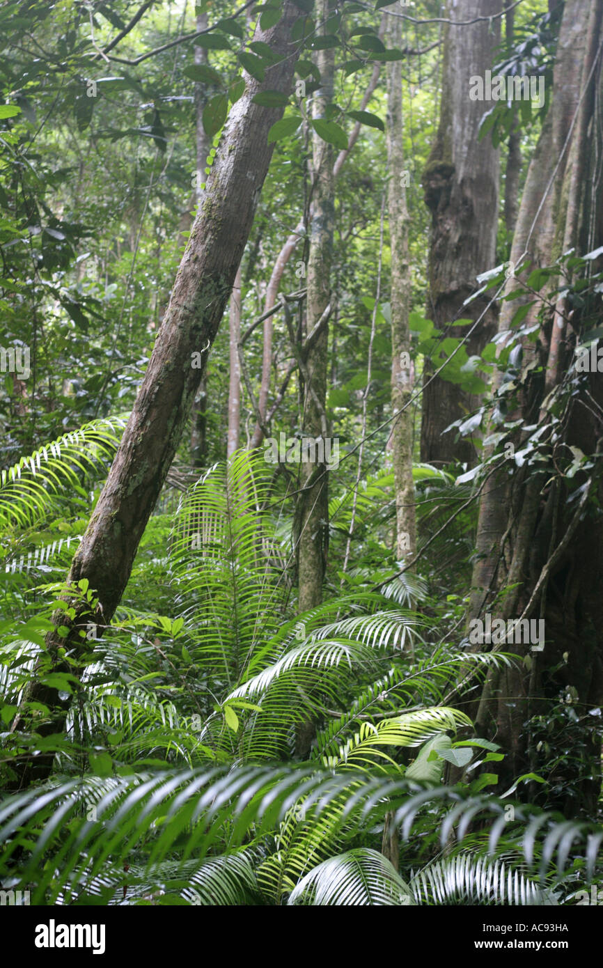 Flowering Plants Borneo Rainforest High Resolution Stock Photography ...