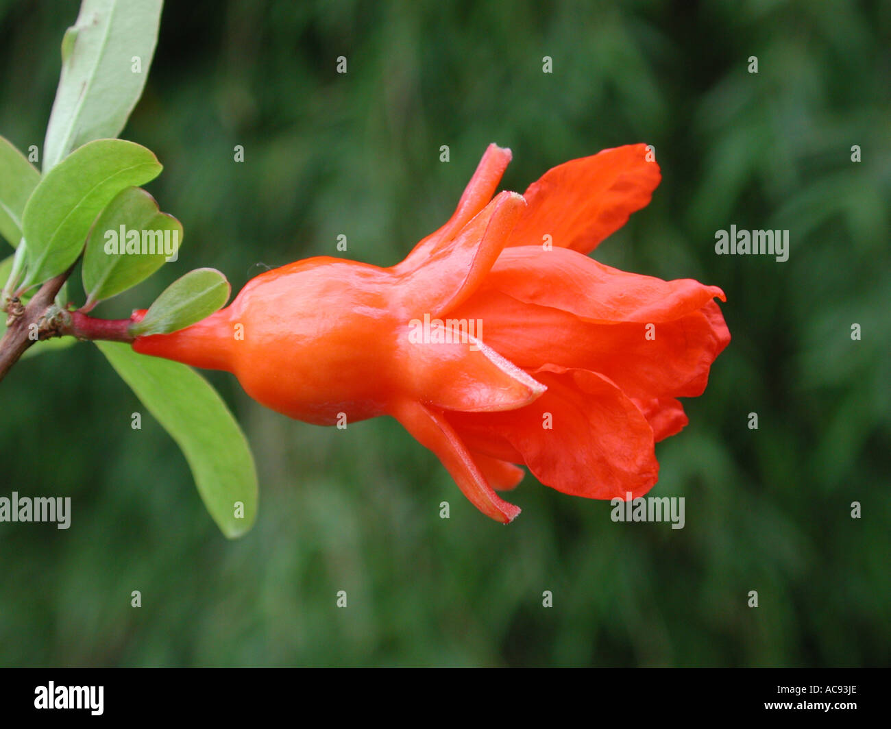 Pomegranate trees flowering hi-res stock photography and images - Alamy