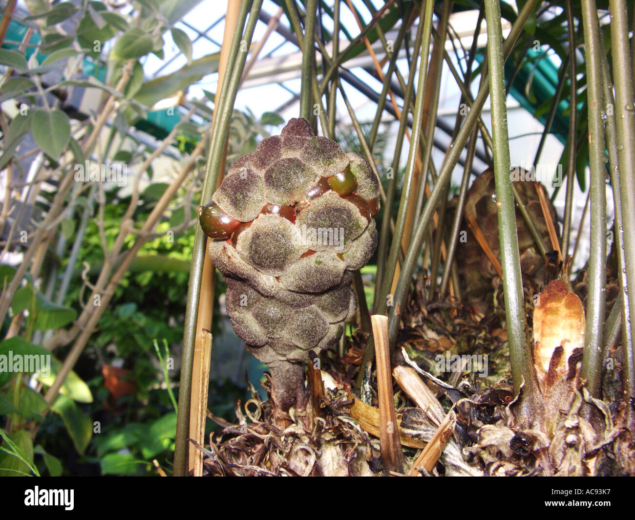 Zamia amblyphyllidia (Zamia amblyphyllidia), female cones Stock Photo ...