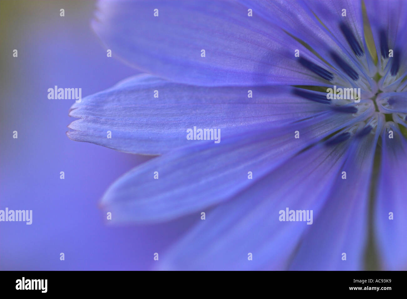 blue sailors, common chicory, wild succory (Cichorium intybus), flower ...
